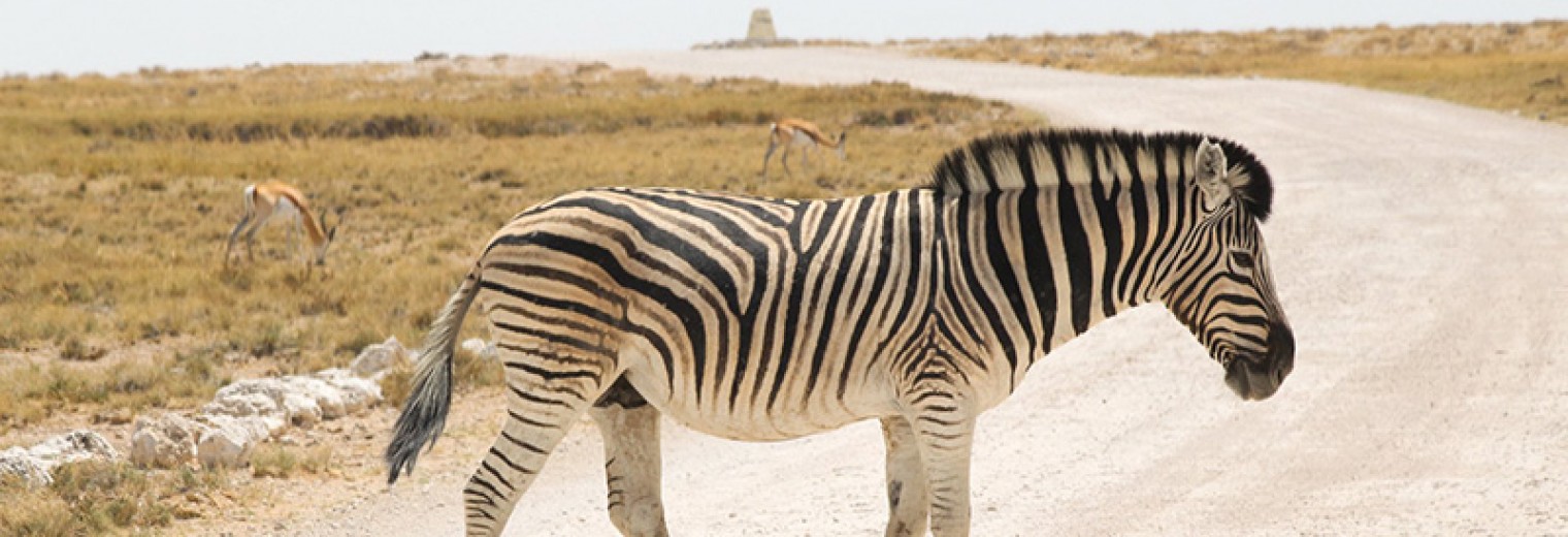 Wildlife and Wilderness of Namibia