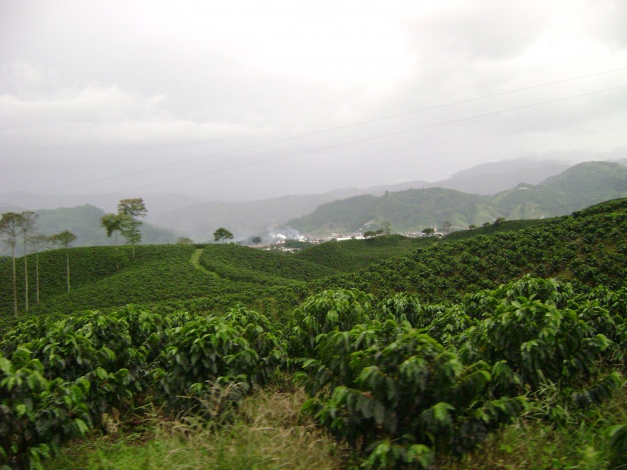 Colombia Coffee Region Holidays 2020/2021 | Llama Travel